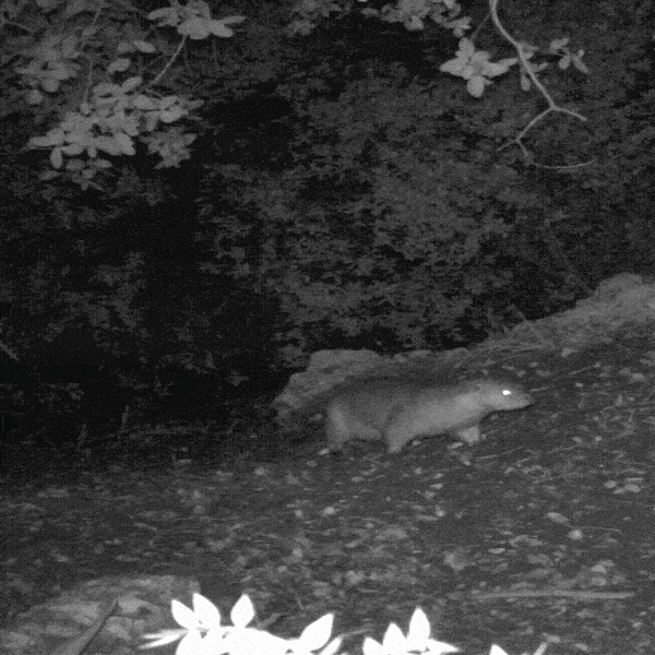 Feared to Be Nearly Extinct, Otters Could Be Making a Comeback in ...