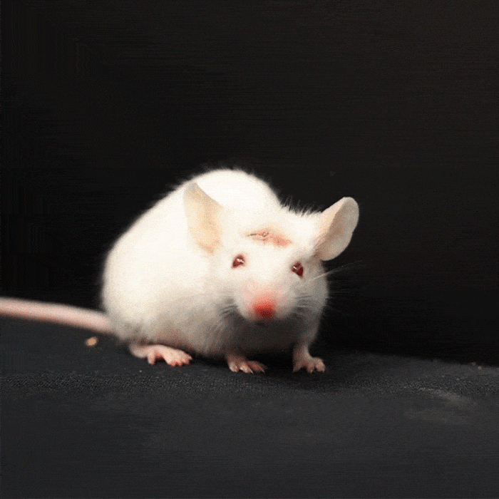 This Looks Like an Ordinary Mouse, but Part of Its Brain Is Human ...