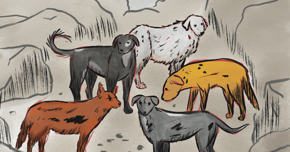 Israel Killed More Than 2,000 Dogs in 2022. Why? - Israel News ...