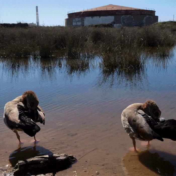 Scotland Flooded an Area the Size of Tel Aviv to Fight Global Warming ...